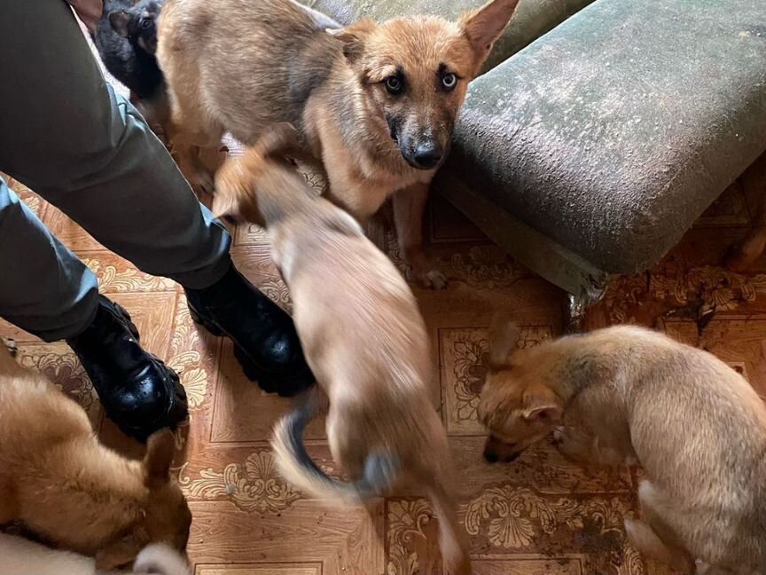Собака просит забрать ее детей из концлагеря
