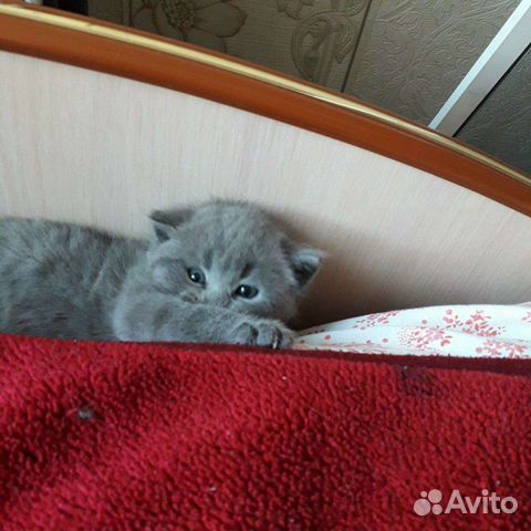 Британская кошка