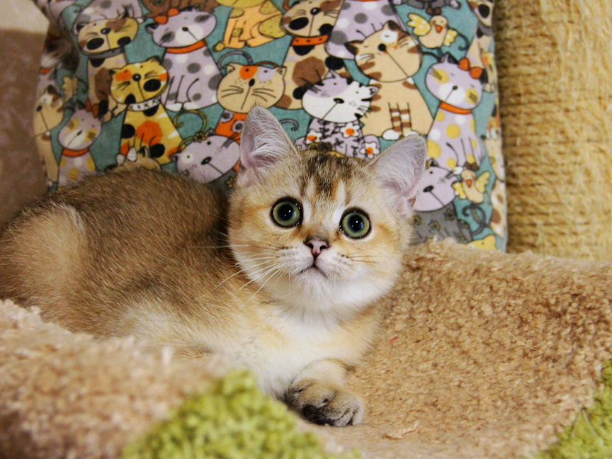 Марсель - золотой котик