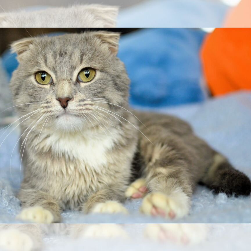 Котята в добрые руки бесплатно