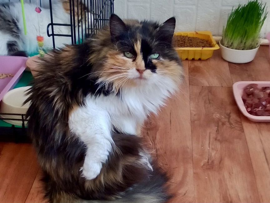 В поисках счастья