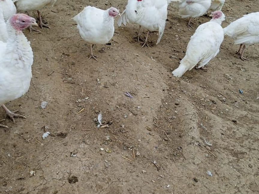 Индюки, индюшки