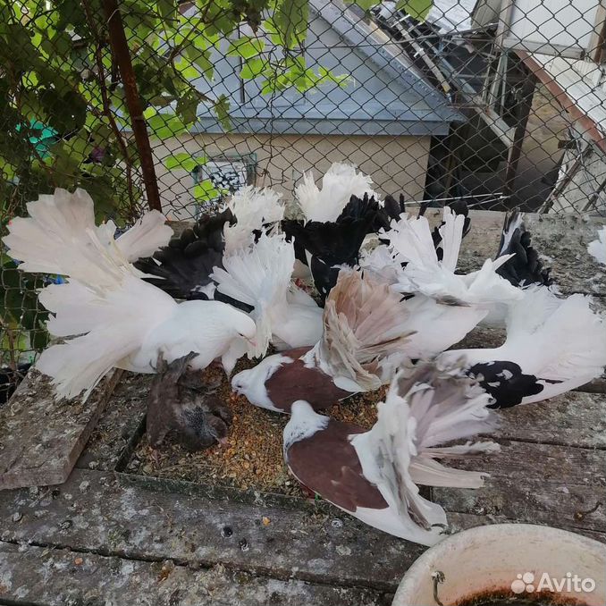 Голуби павлины