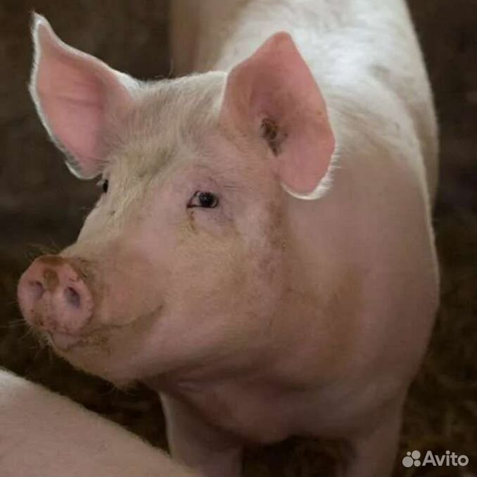 Поросенок ландрас