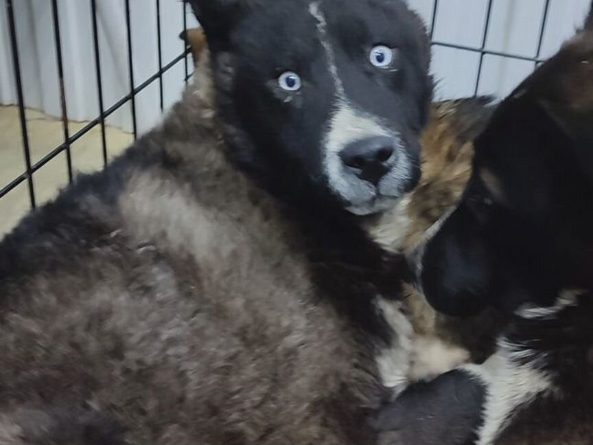 Хаски попал в отлов