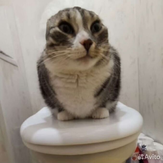 Вьетнамская кошка