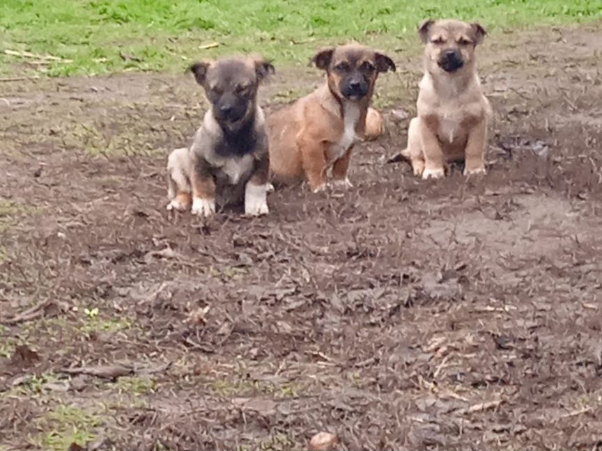 Очаровательные щеночки в добрые руки