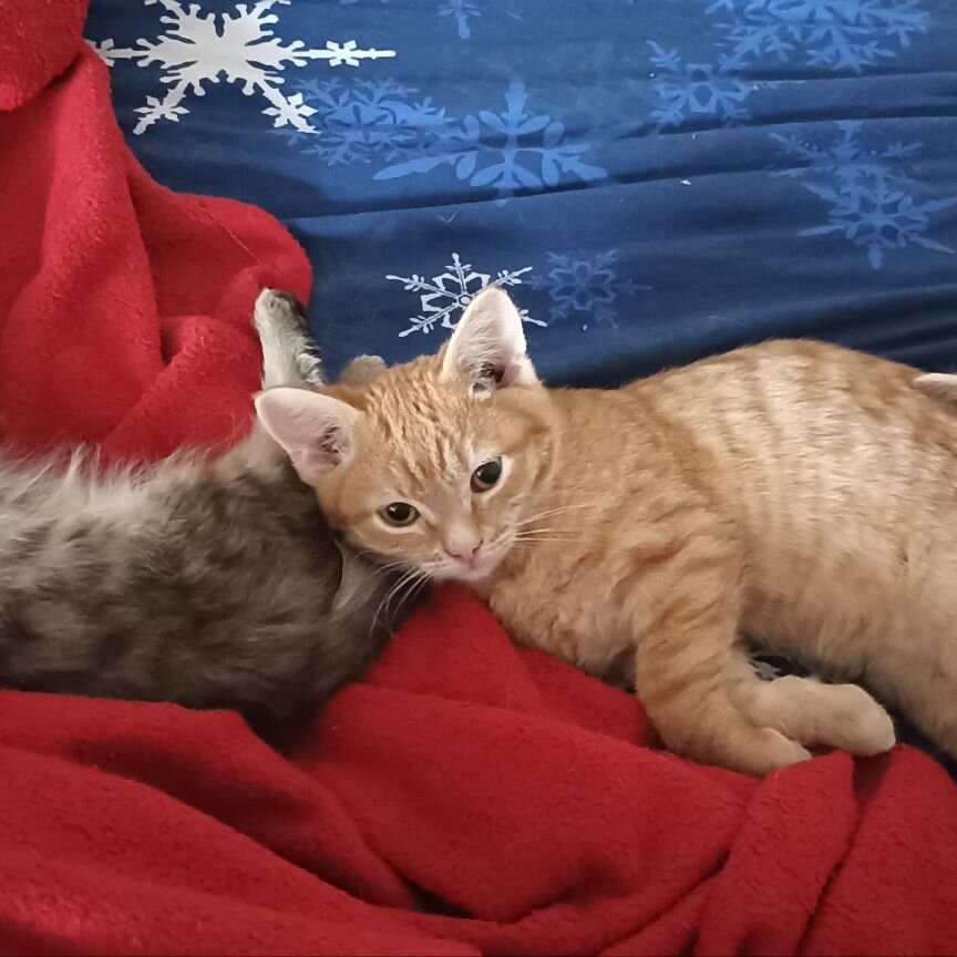 Отдам котят в добрые руки