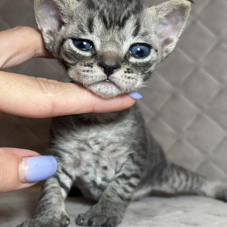 Котенок мальчик девон-рекс