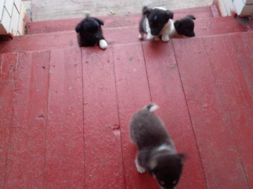 Подарим замечательных щенят