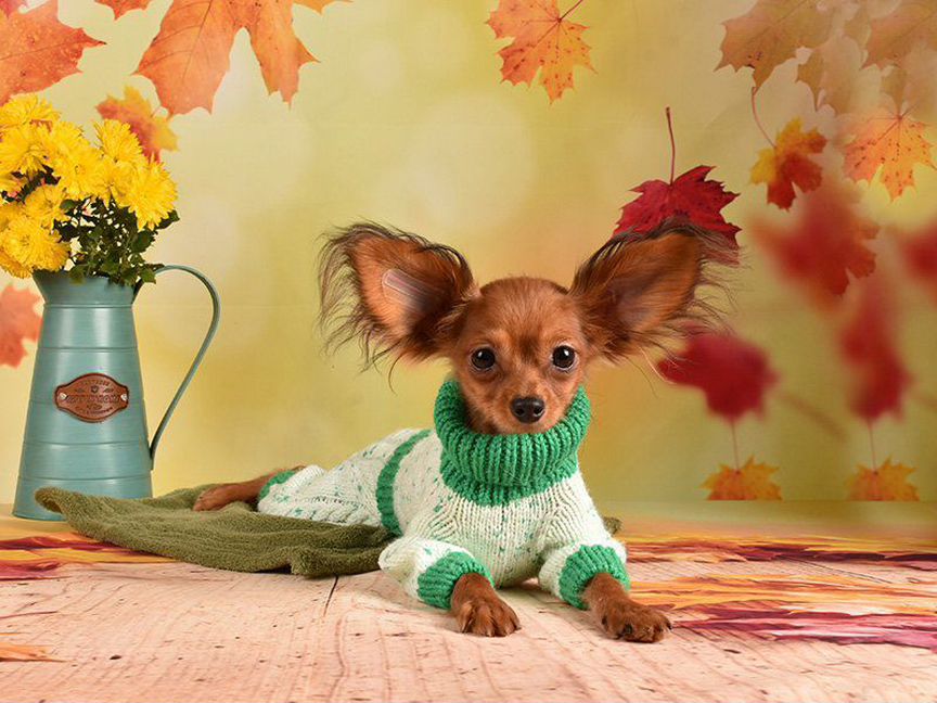 Той-терьер щенки