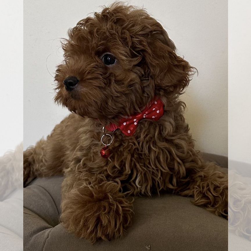 Щенки кавапу