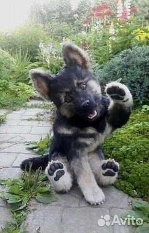 Нужен хозяин собаке сторожевой