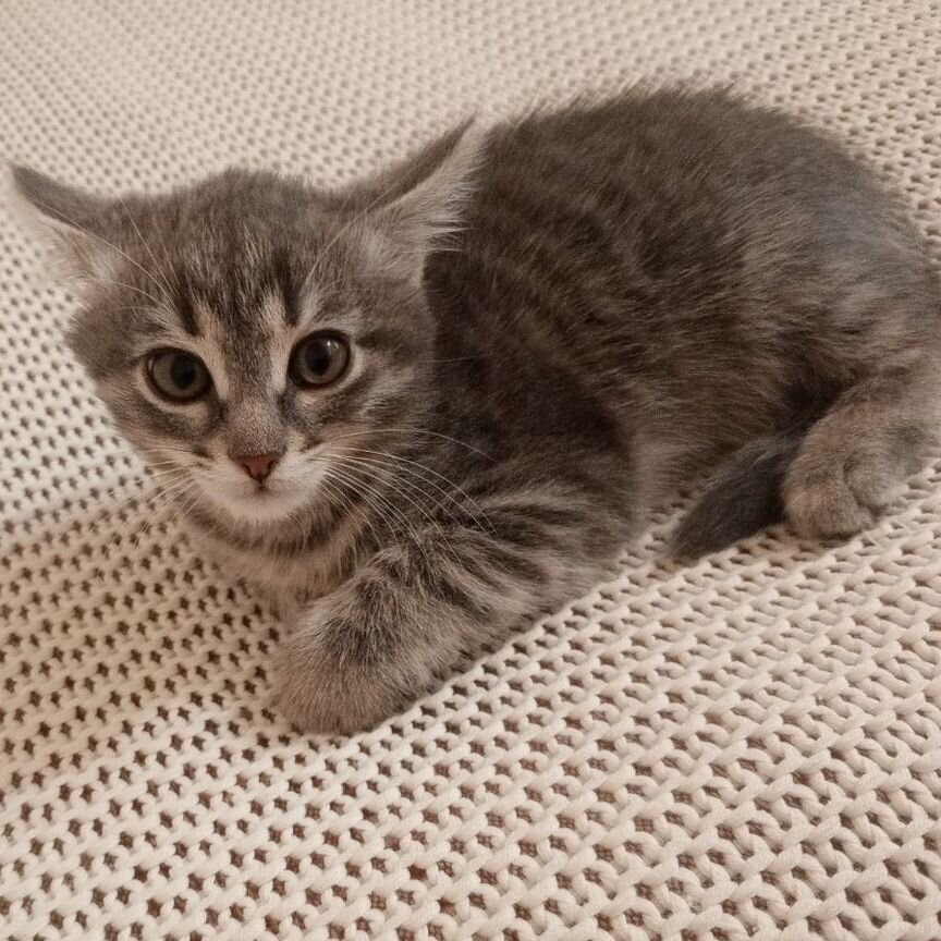 Котёнок от частного владельца