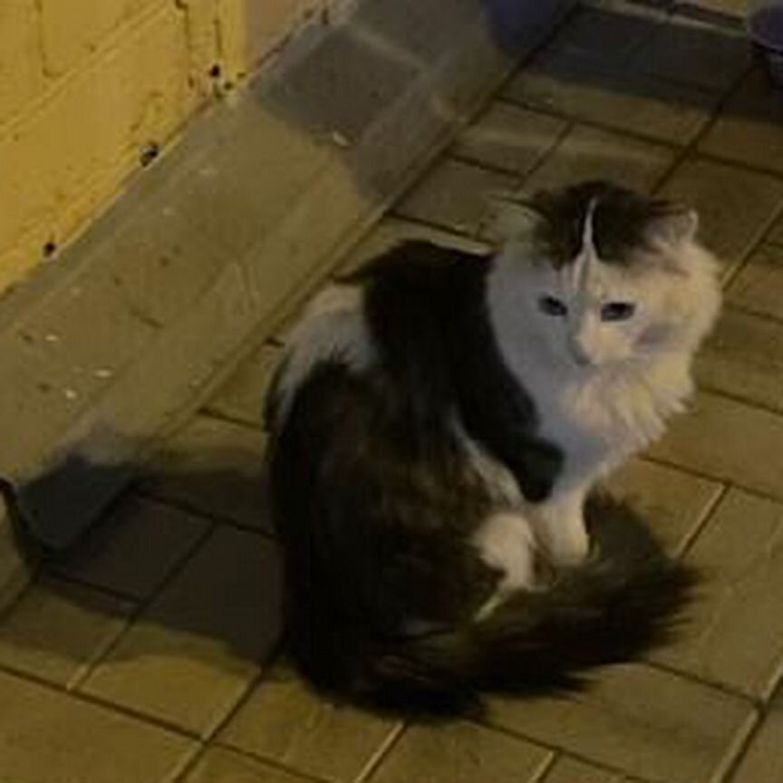 Отдам кота в добрые руки