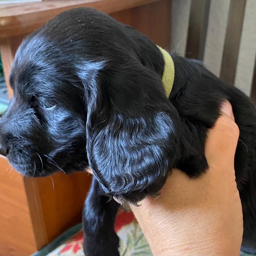 Породные щенки английского кокер спаниеля