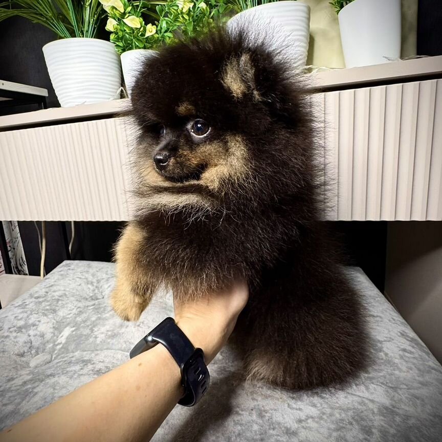 Померанский шпиц, щенок