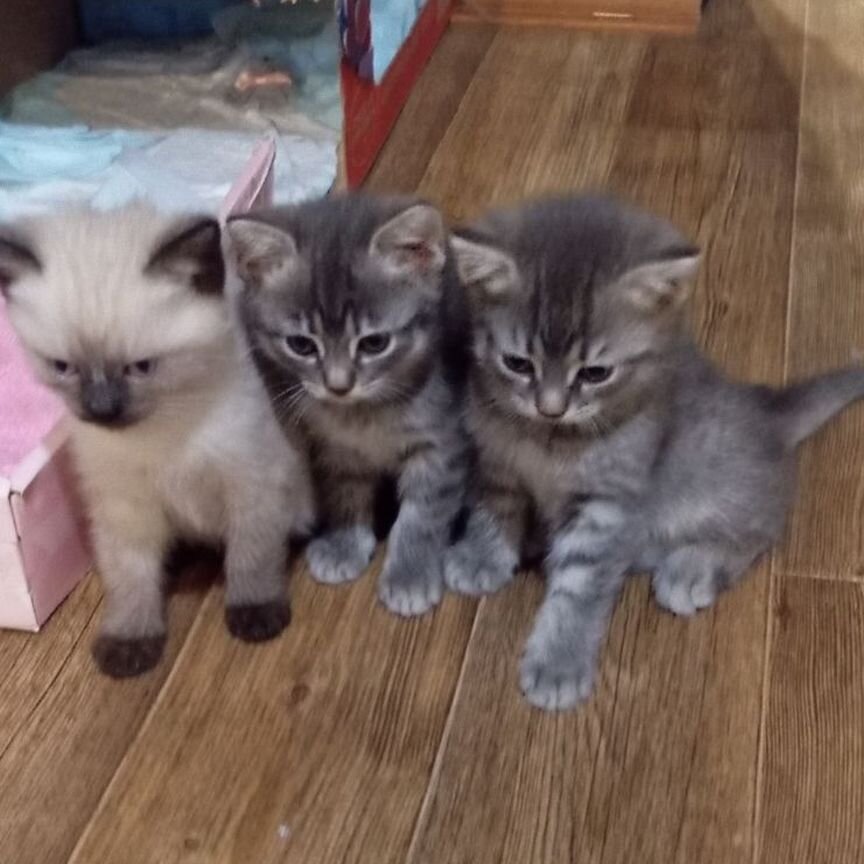 Шотландский прямоухий короткошёрстный котёнок