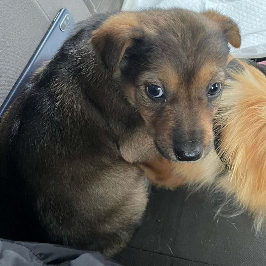 Лабрадор-ретривер, щенок