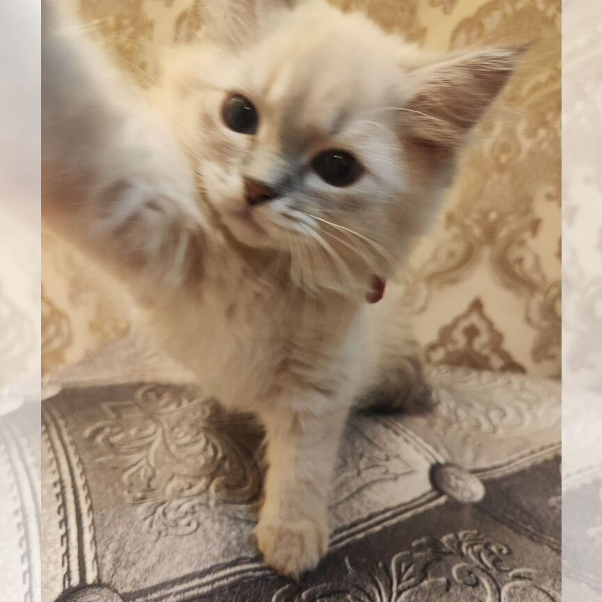Невские маскарадные котята