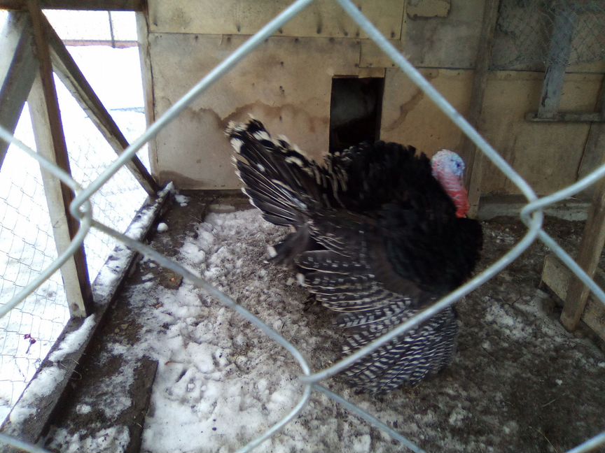 Продам индюка