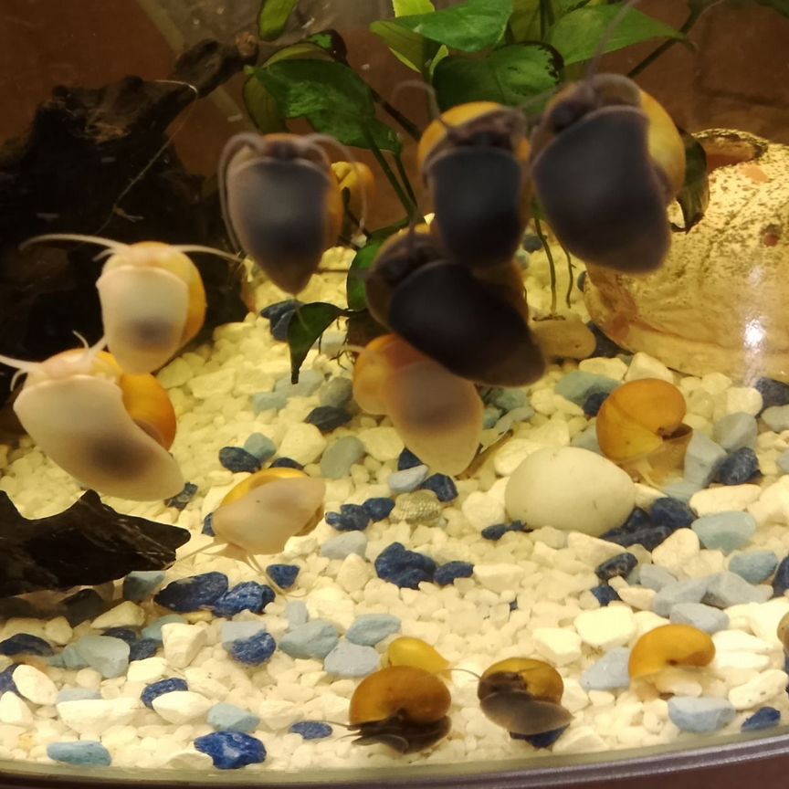 Улитки аквариумные Ампулярии