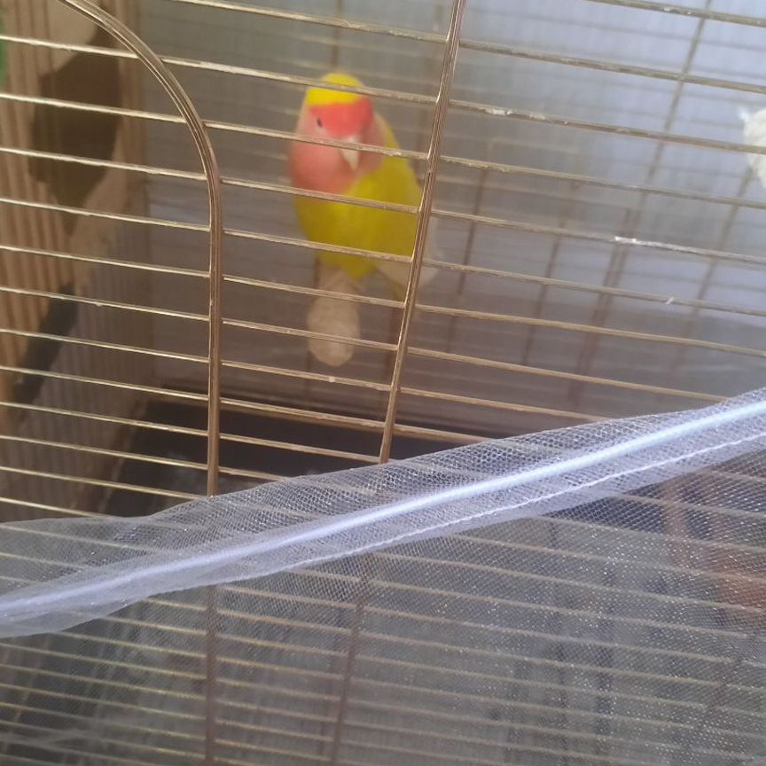 2 попугая неразлучника м и д с клеткой