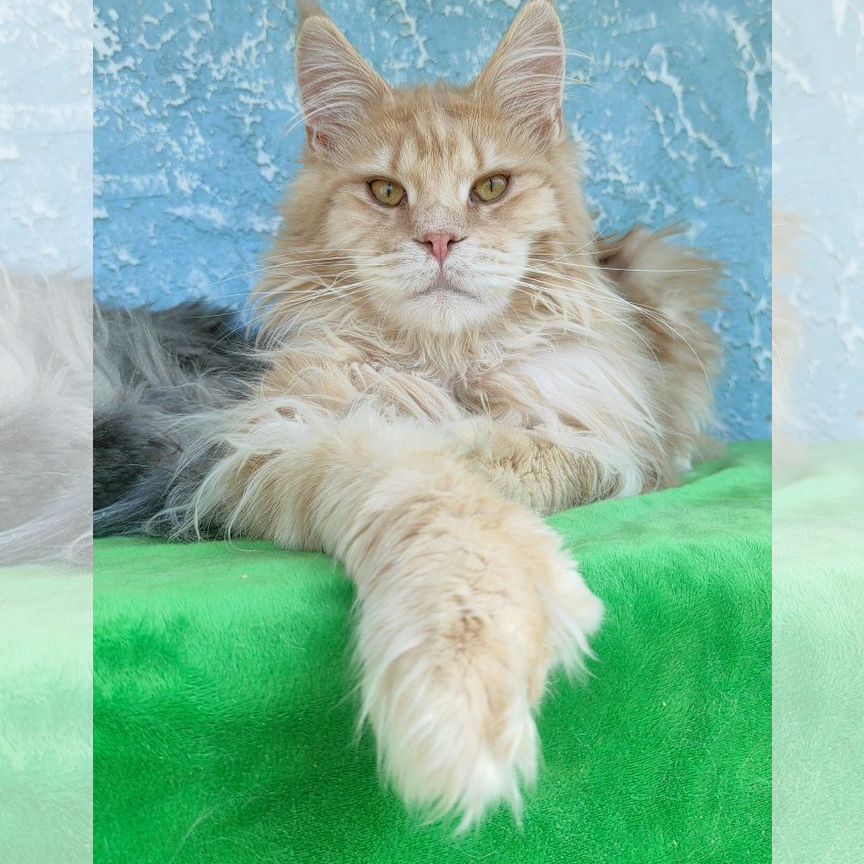 Мейн-кун котёнок