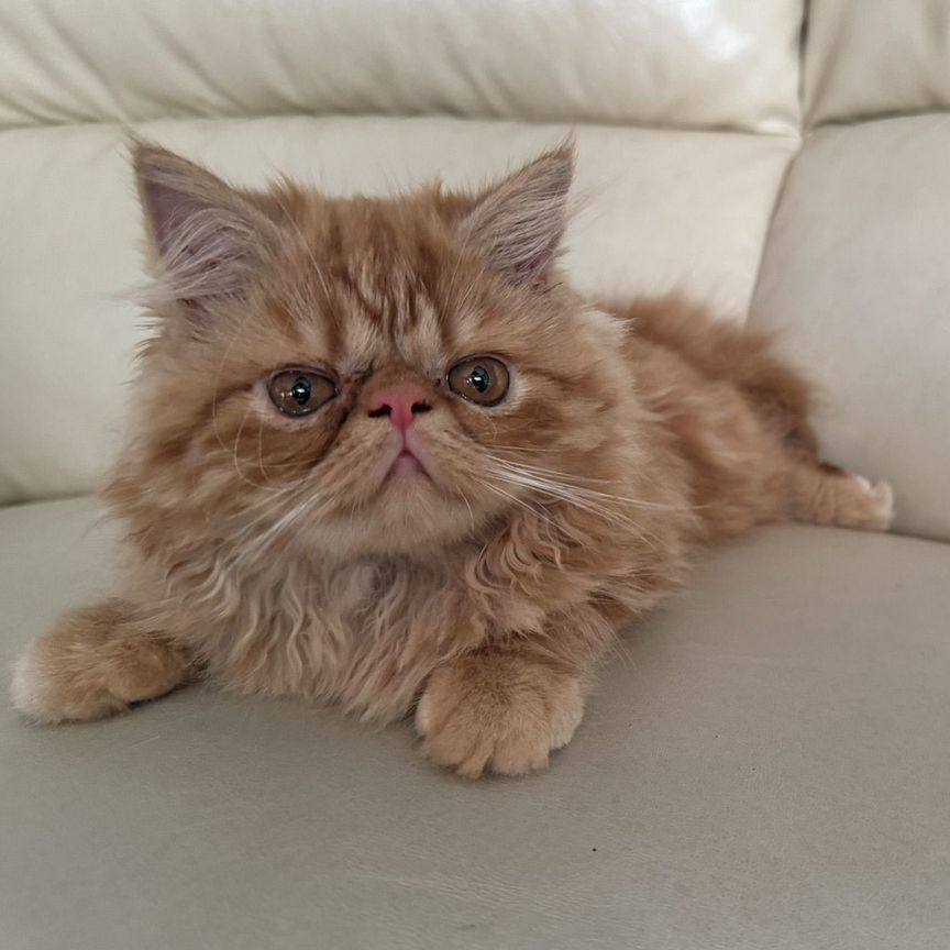 Персидские котята