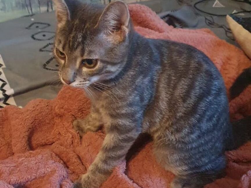 Котенка не кормили