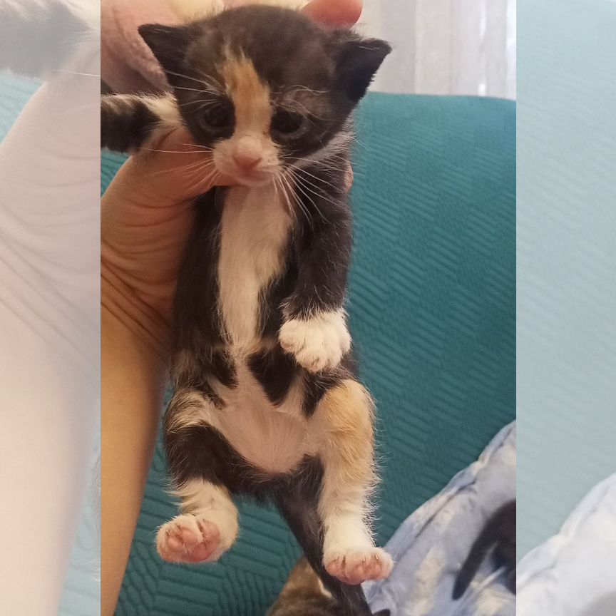 Котёнок в добрые руки