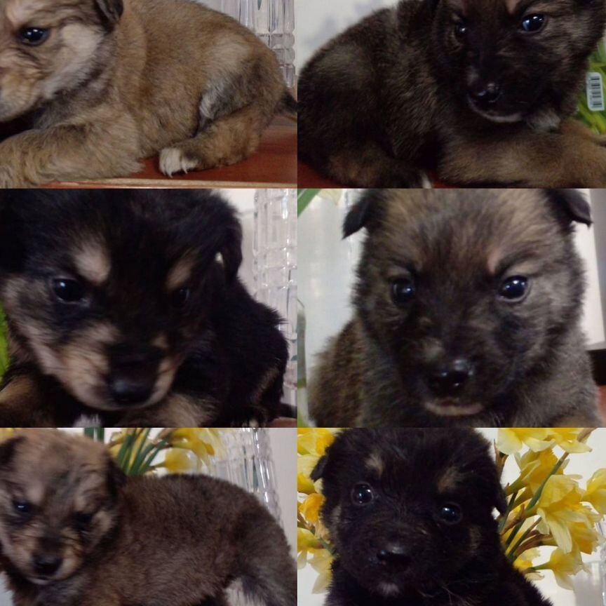 Щенок в добрые руки