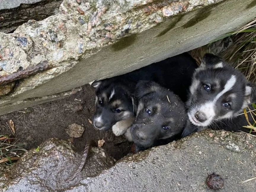 Помогите пристроить. Щенки