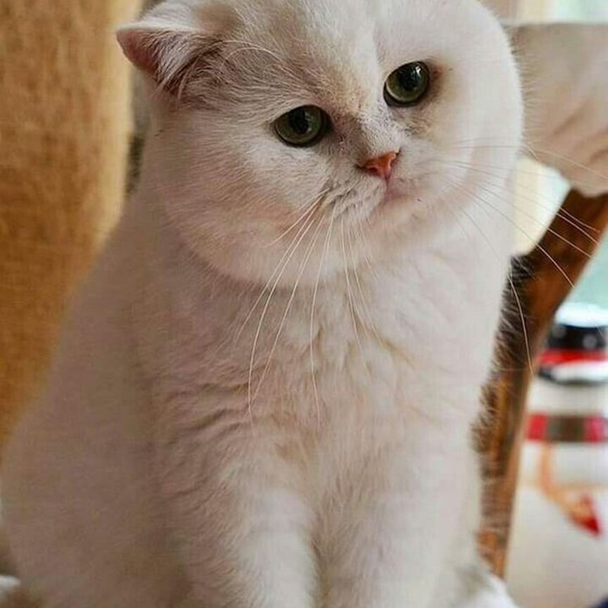 Кошечки коты котята