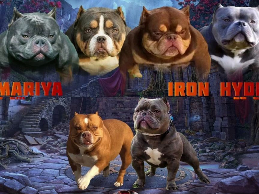 Американский булли