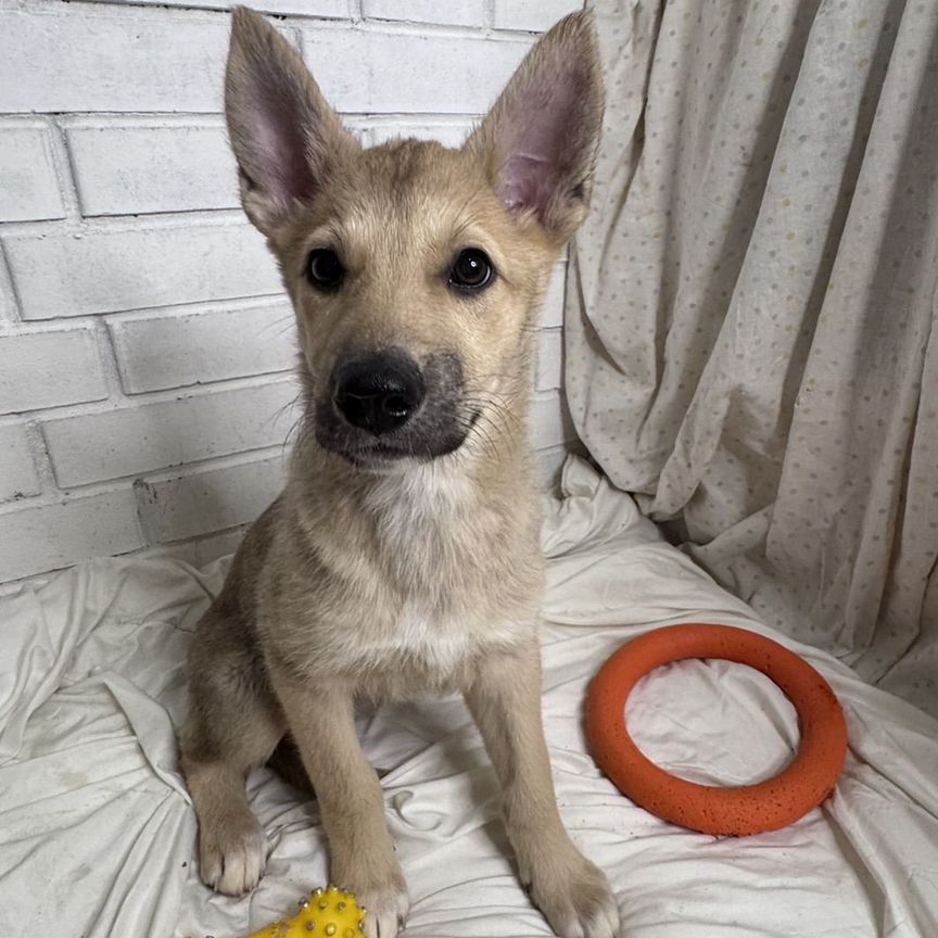 Щенок в добрые руки