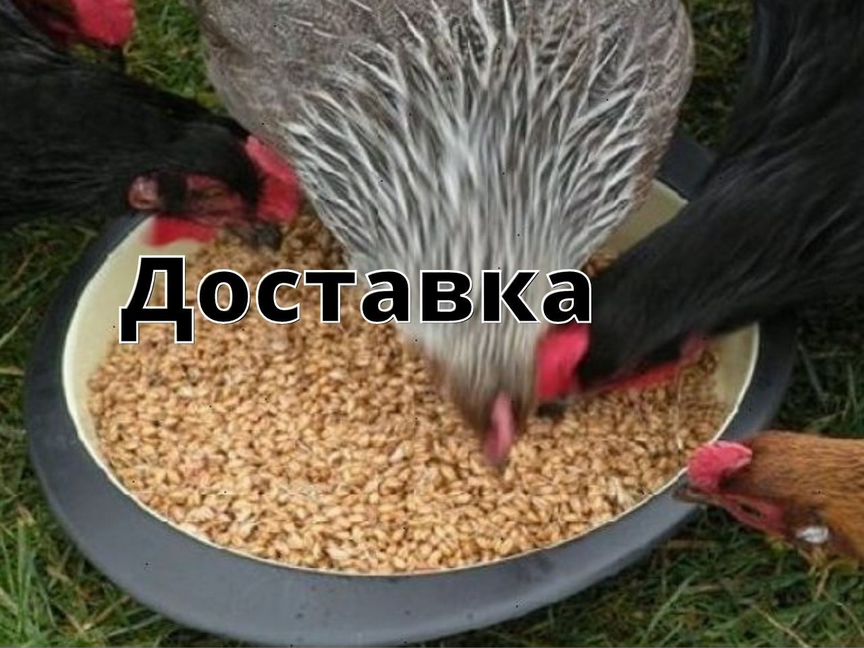 Зерно ячмень