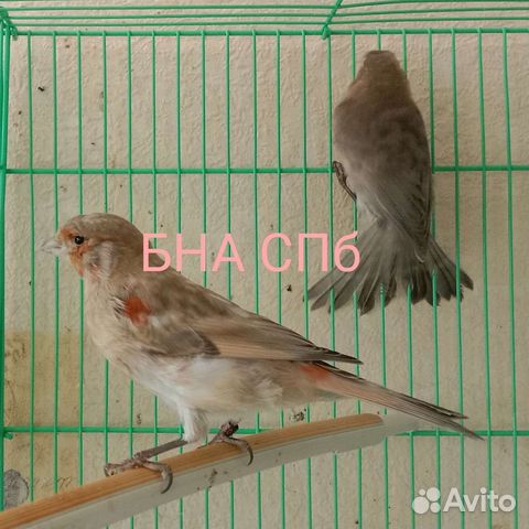 Кенара и канарейки