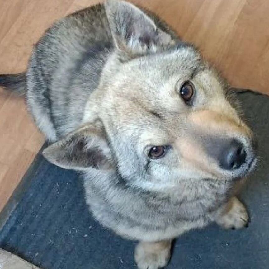 Взрослая собака в добрые руки