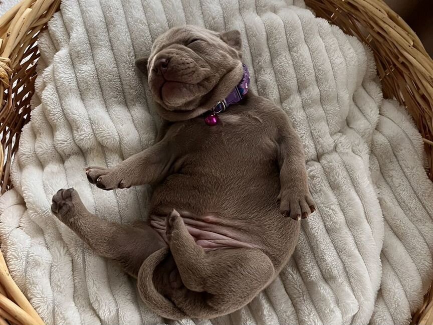 Американский булли покет щенки