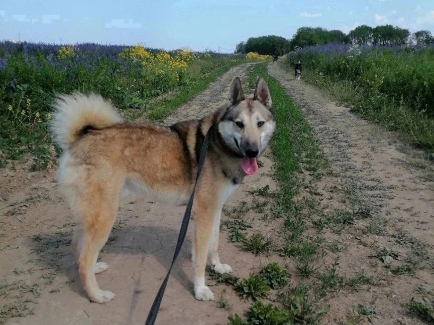 Кобель лайки Ромэо в хорошую семью бесплатно