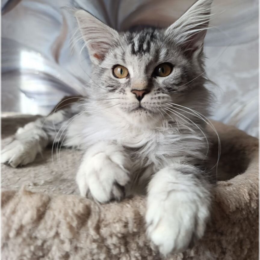 Мейн-кун котёнок