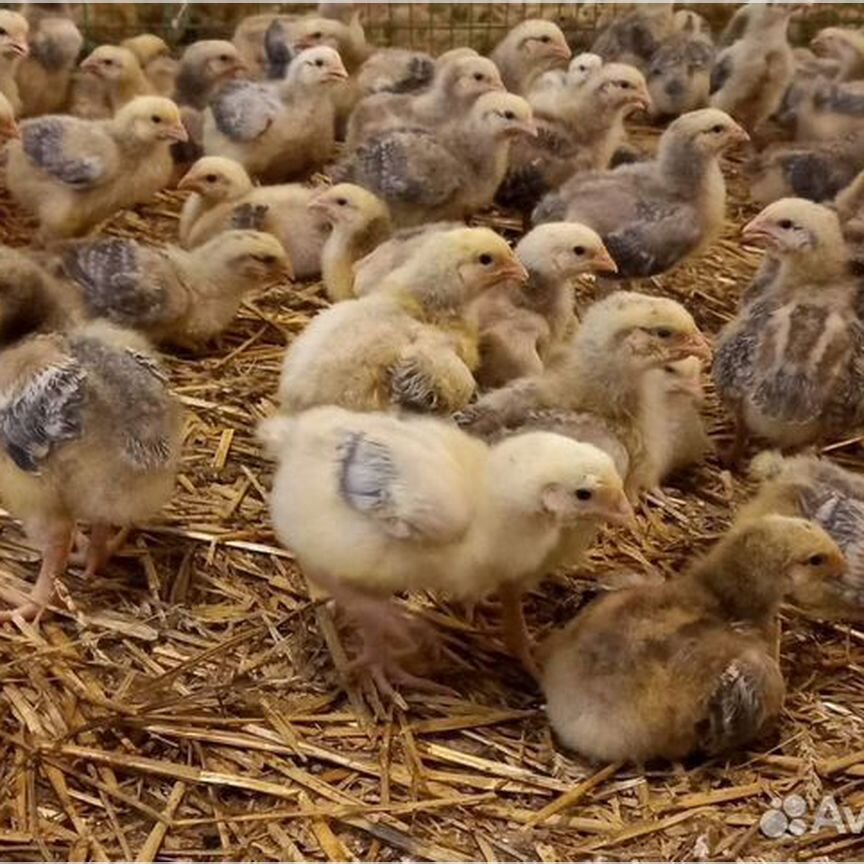 Цыплята(курочки Мастер грей