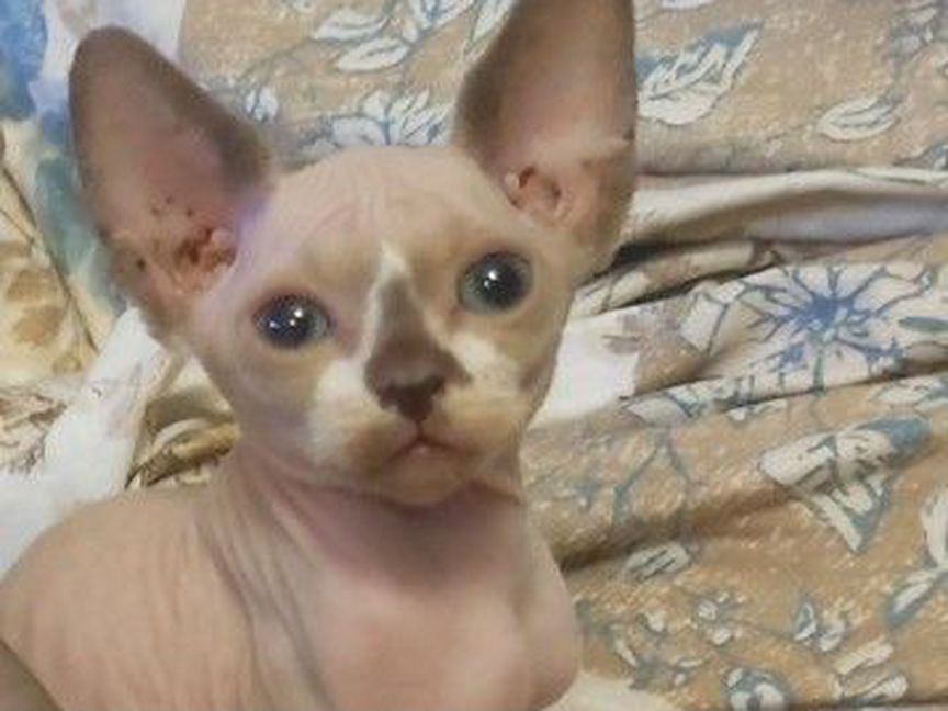 Кошки