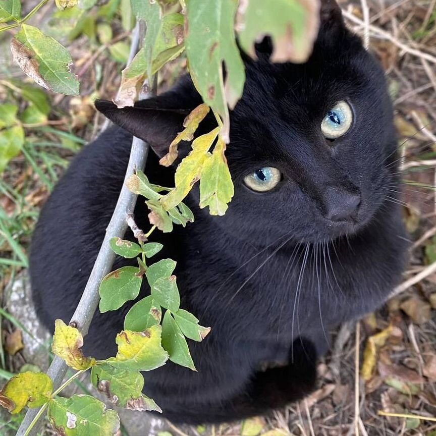 Черный котенок ищет дом