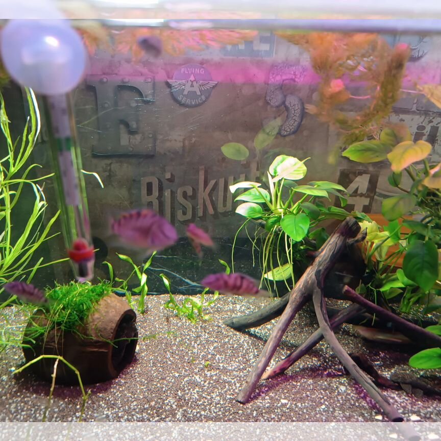 Малки сапфирового попугая