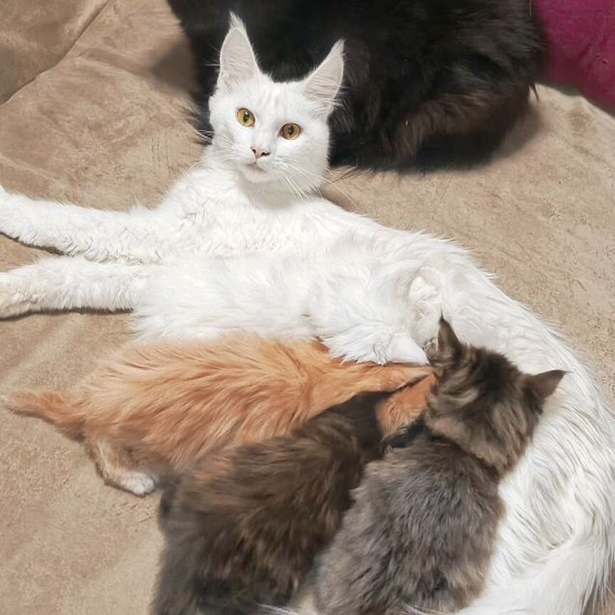 Котята мейкун
