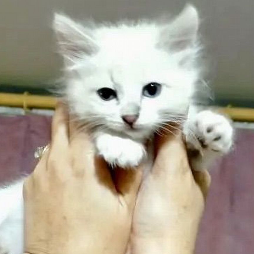 Невский маскарадный котёнок