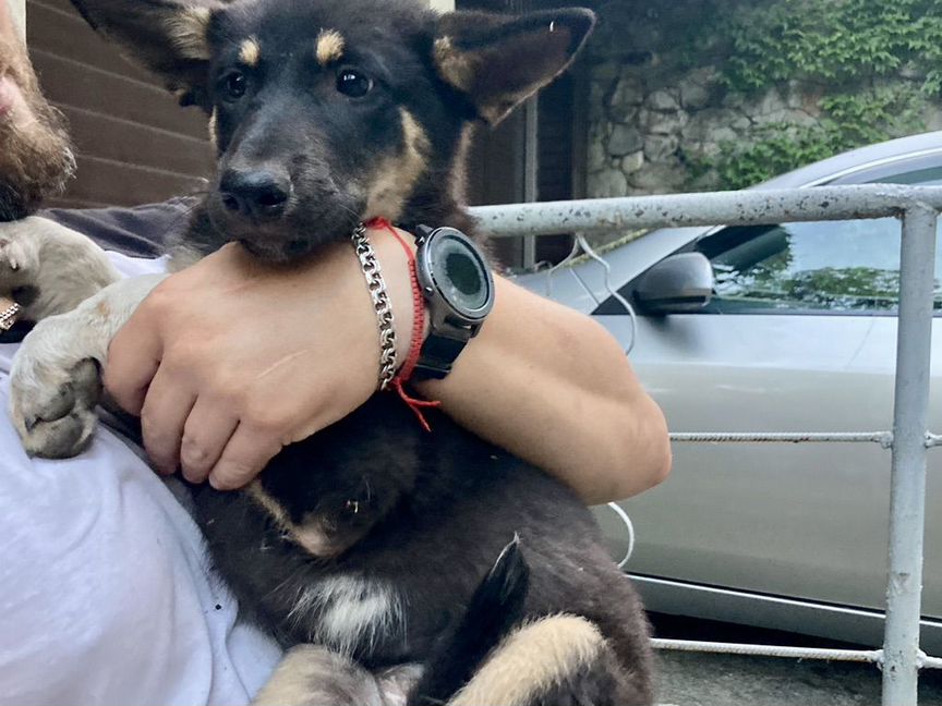 Собака в добрые руки