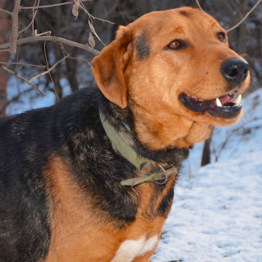 Ищем мальчику дом